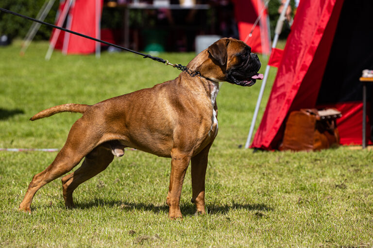 SKANDERBORG BOXER SHOW 2022 – Glisborg